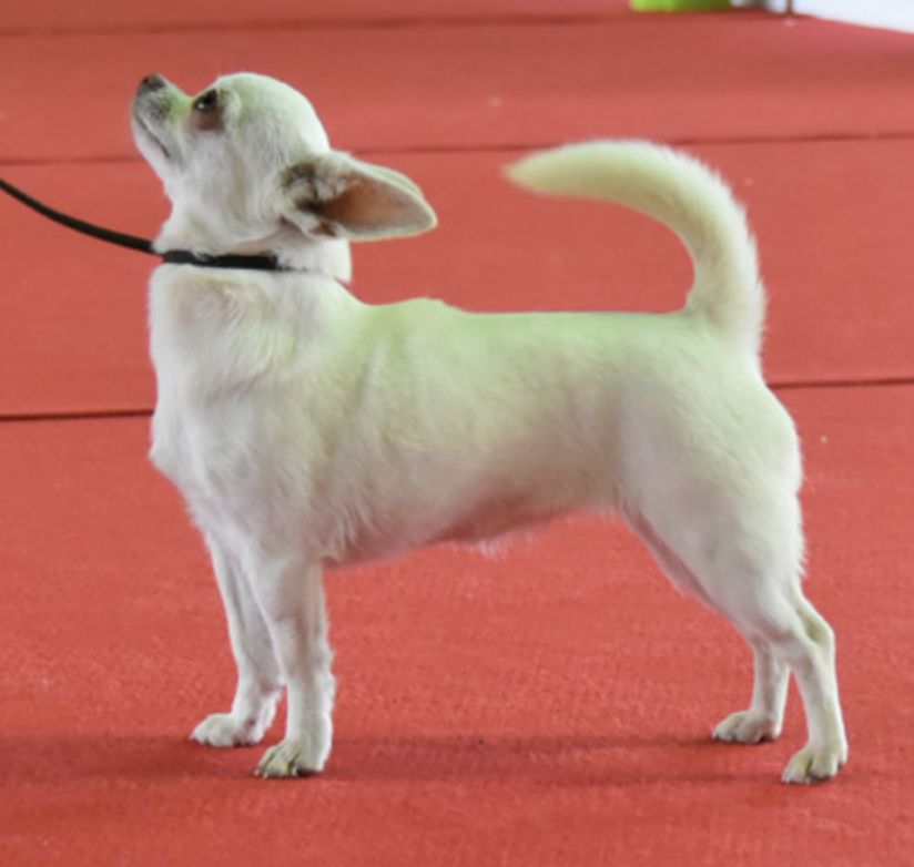 Accueil - Elevage De L'isle Au Vert Coteau - eleveur de chiens Chihuahua